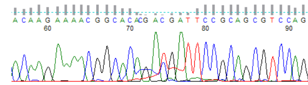Solved QUESTION 1 You have sent three cloned fragments for | Chegg.com