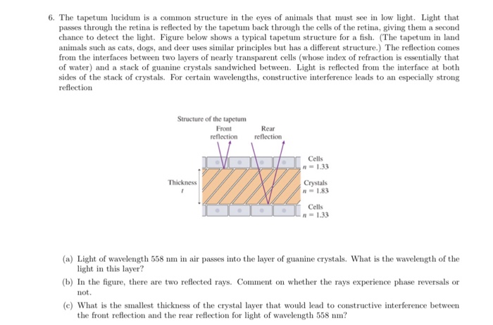 Solved 6. The tapetum lucidum is a common structure in the | Chegg.com