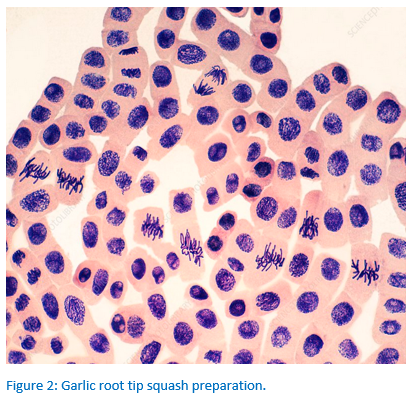 Solved Determine the number of cells in each of the stages | Chegg.com