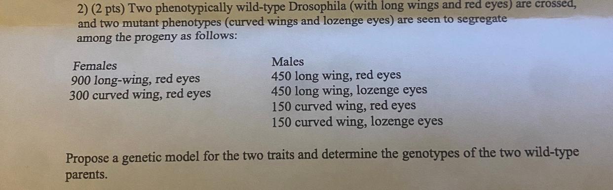 Solved 2 2 Pts Two Phenotypically Wild Type Drosophila