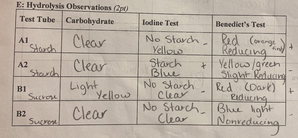 Solved E: Hydrolysis Observations (2pt) Test Tube | Chegg.com