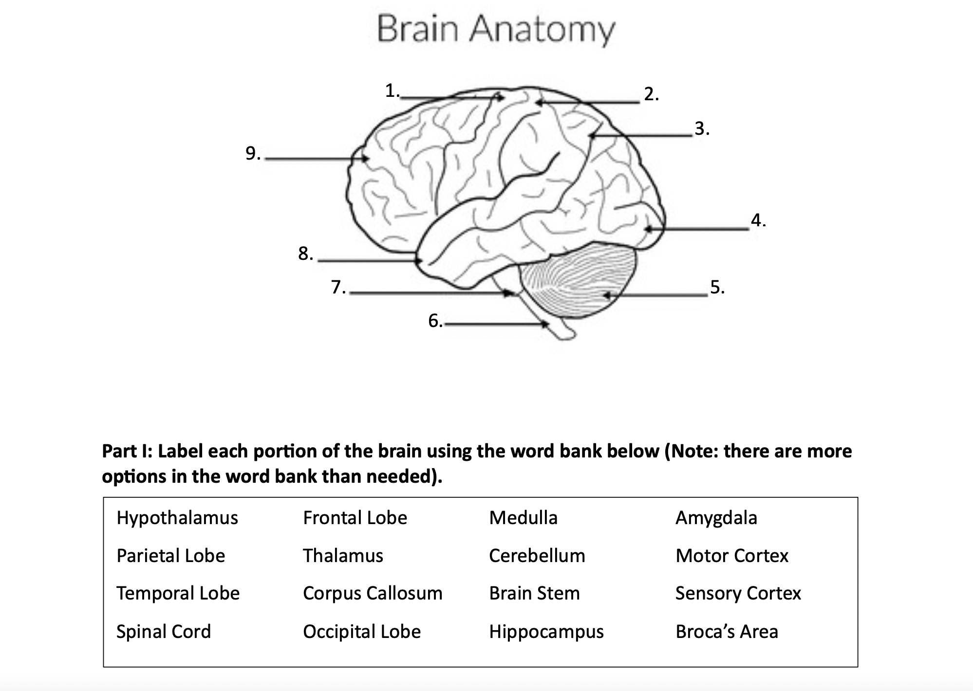 Solved Part I: Label each portion of the brain using the | Chegg.com