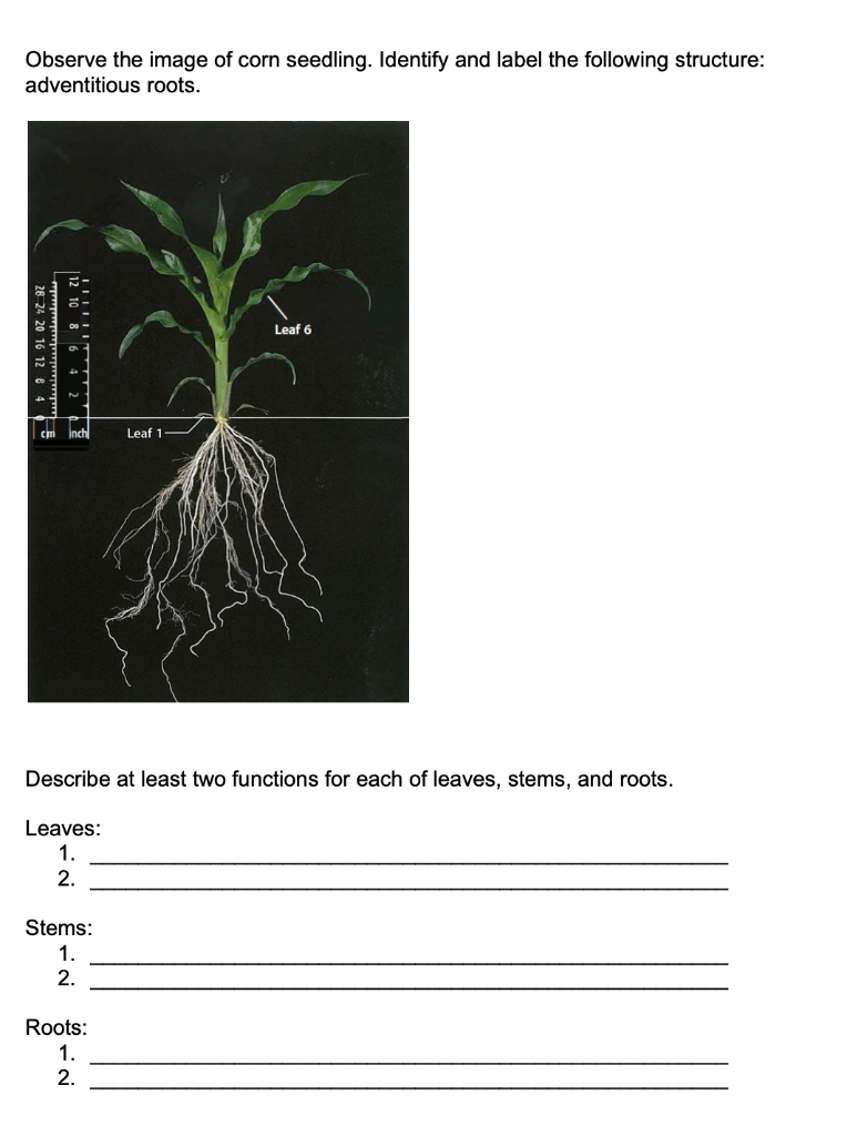 Solved Activity 4 Fruit Types Dissect different types of | Chegg.com