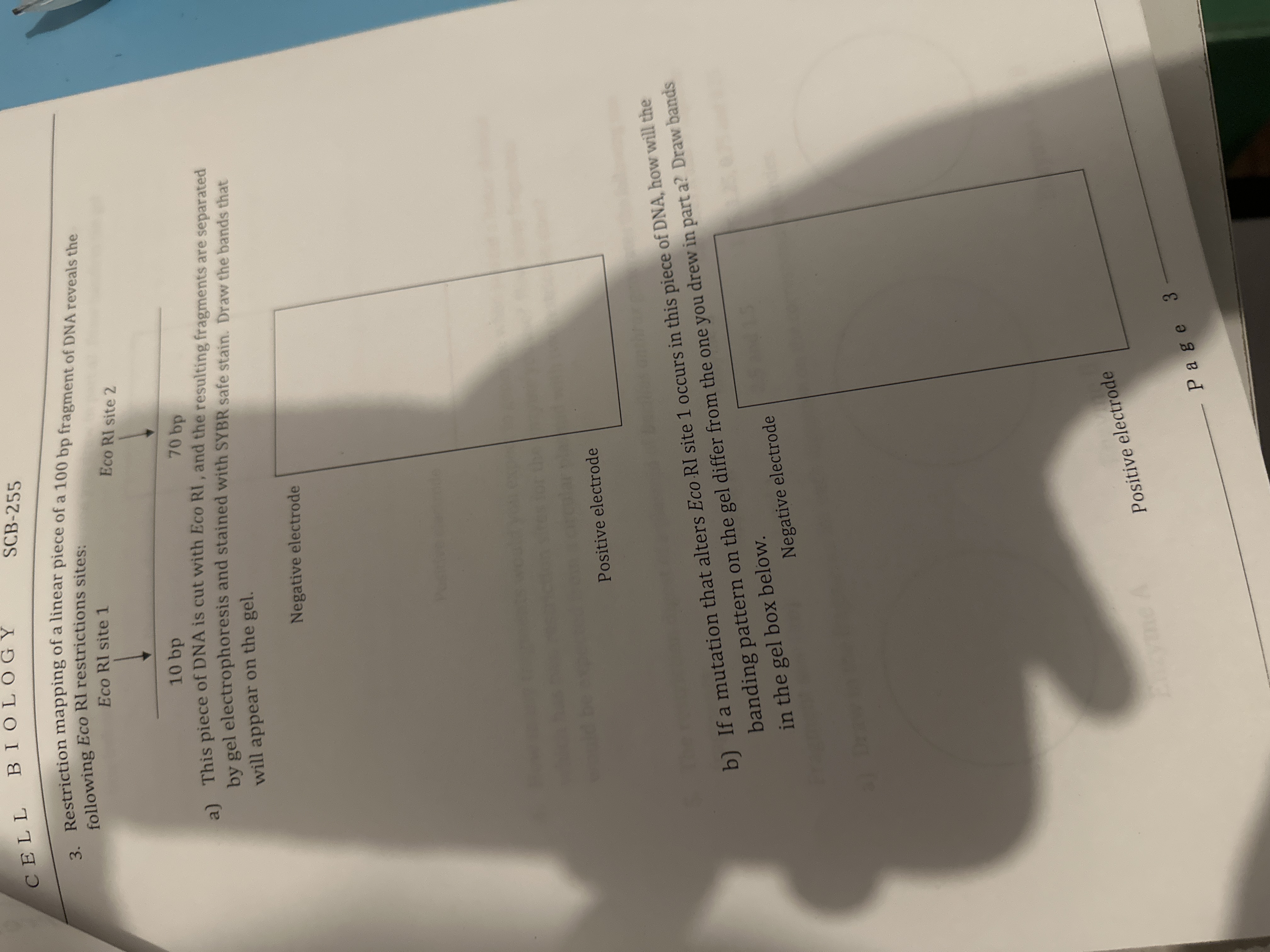 Solved Restriction mapping of a linear piece of a 100 ﻿bp | Chegg.com