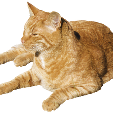 Solved Problem 1 Cat in street(45 pts): for Python 3.9 Fill | Chegg.com