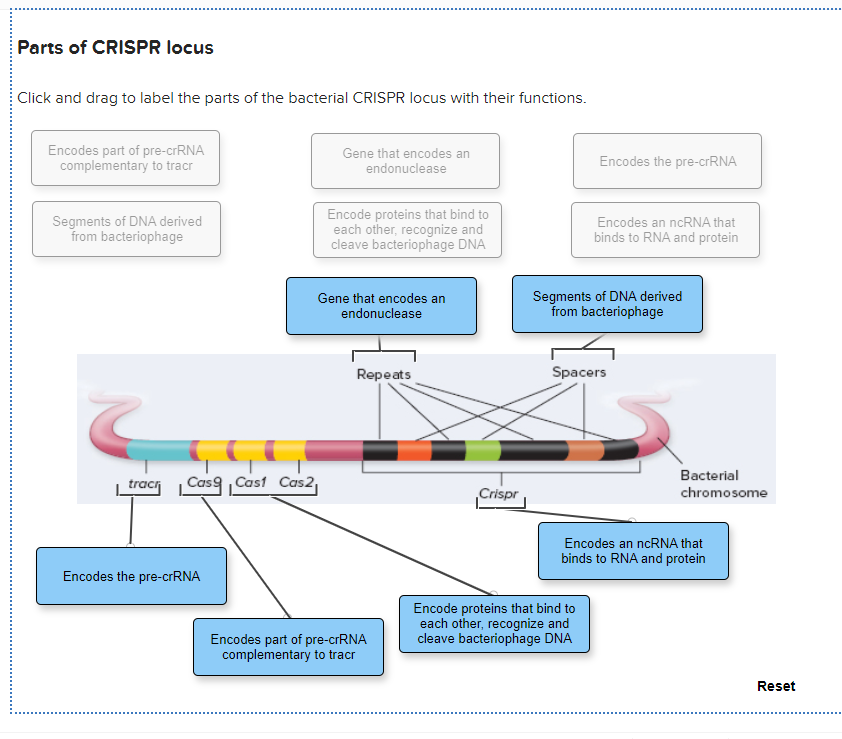 Solved Parts of CRISPR locus Click and drag to label the | Chegg.com