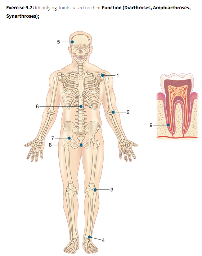 Solved Eunmaien 0 1.Exercise 9.2: Identifying Joints based | Chegg.com