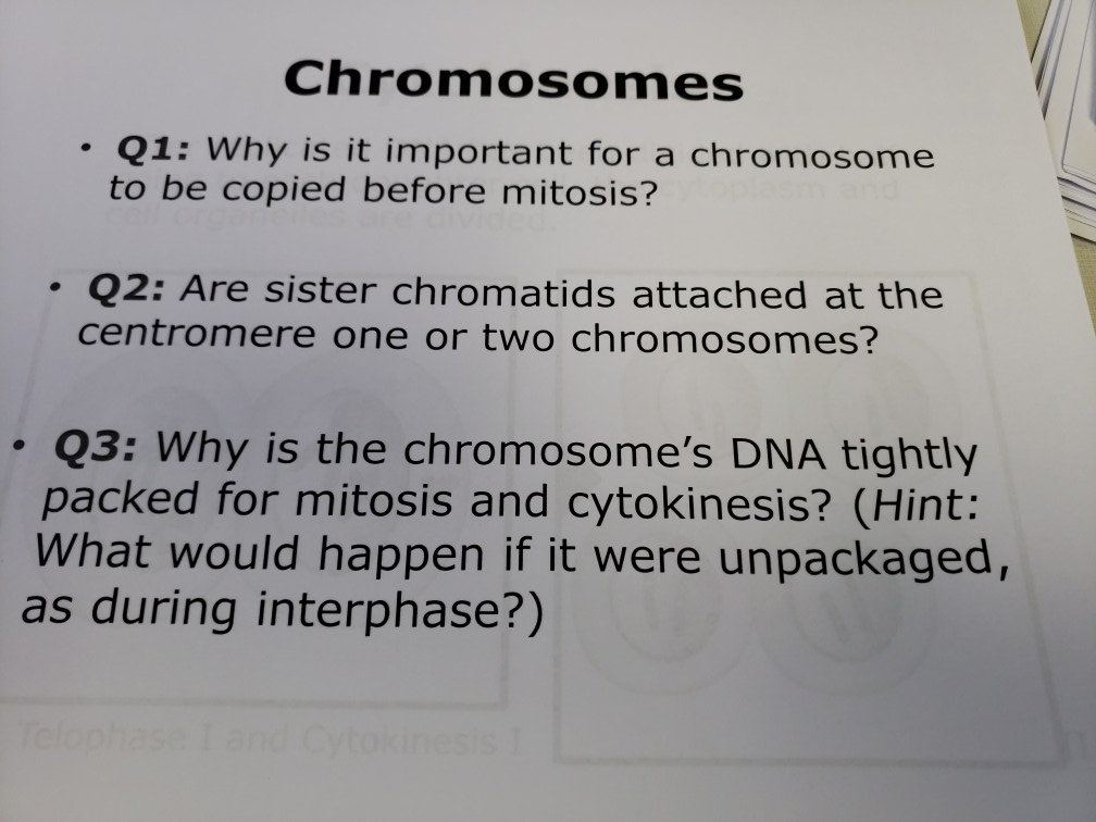 Solved Chromosomes Q1: Why is it important for a chromosome | Chegg.com