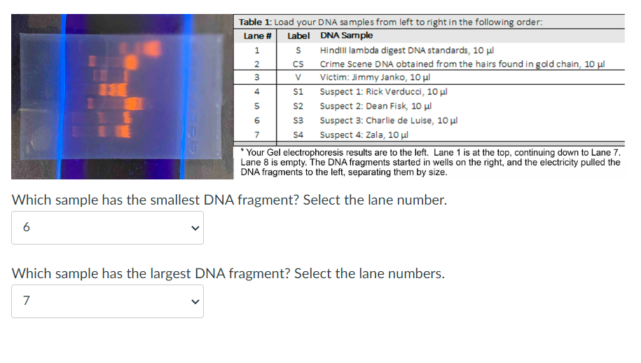 Solved Question: What is the purpose of DNA (Lane 1). (Also | Chegg.com