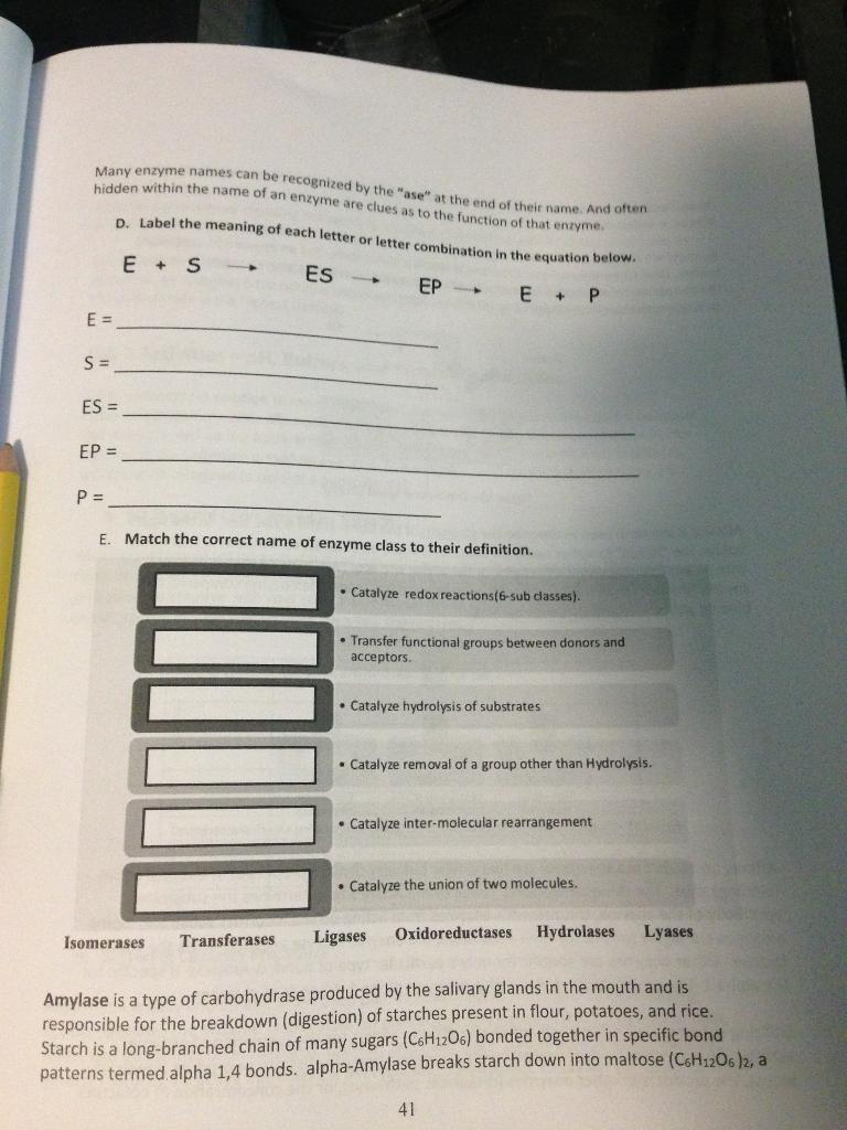 Solved Many enzyme names can be recognized by the "ase" at | Chegg.com
