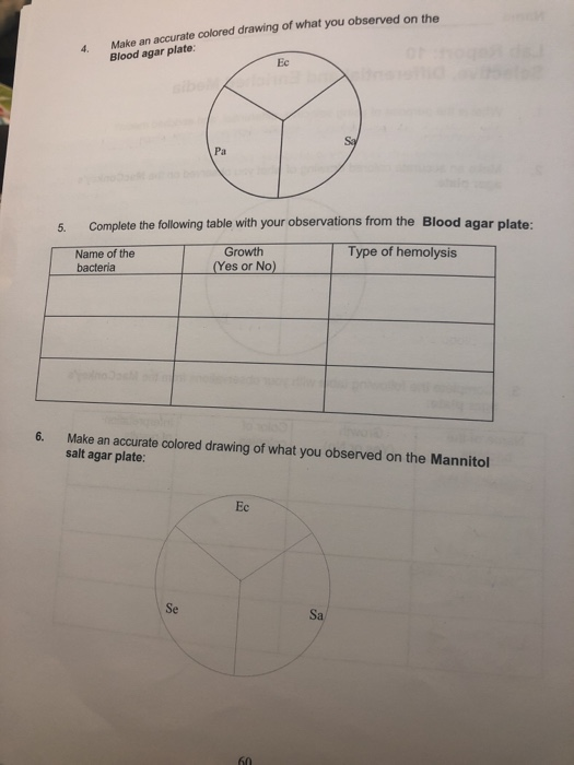 Solved Name Date Lab Report: 10 Selective, Differential and | Chegg.com