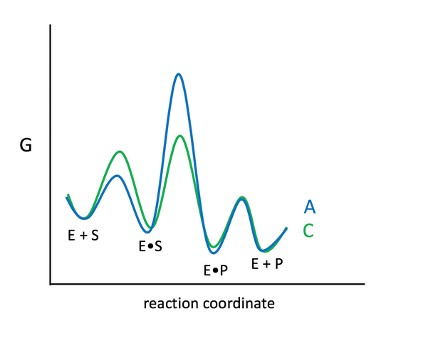 Solved E + S ES E PE+P reaction coordinate Question 3 2 | Chegg.com