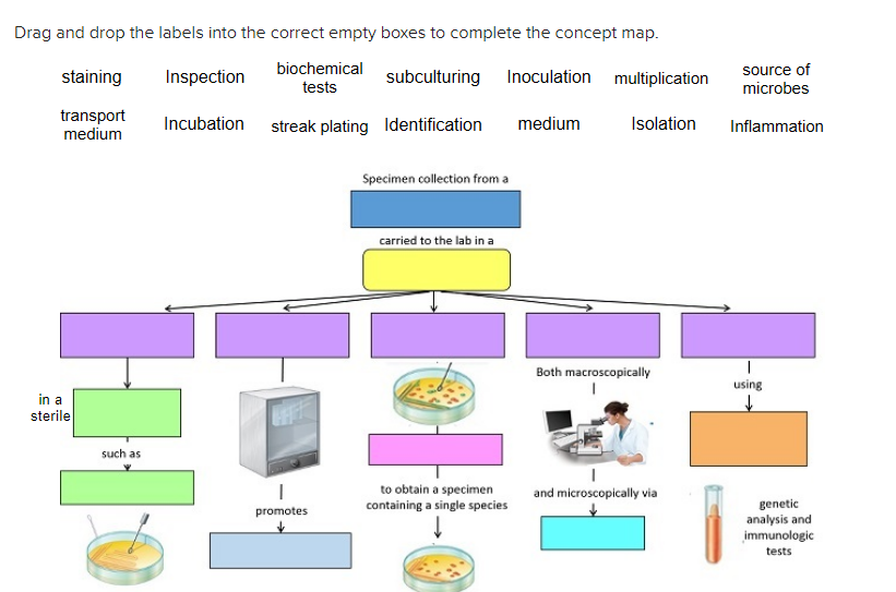 Solved Drag and drop the labels into the correct empty boxes | Chegg.com