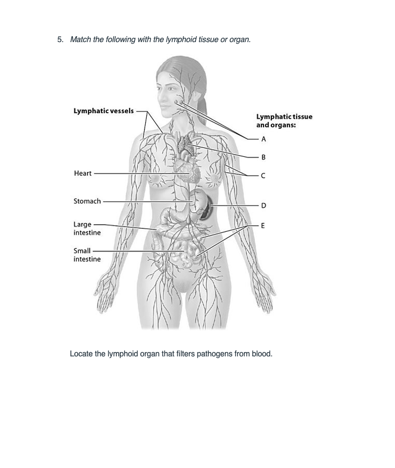 Solved трт, 1. State the basic functions of the lymphatic | Chegg.com