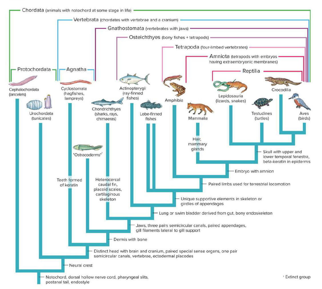 Chordata (animals with notochord at some stage in | Chegg.com