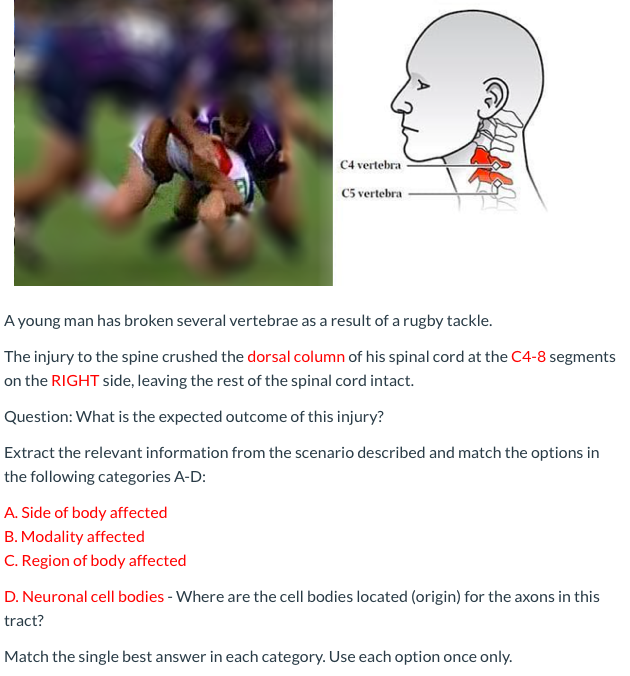 Solved C4 vertebra C5 vertebra A young man has broken | Chegg.com