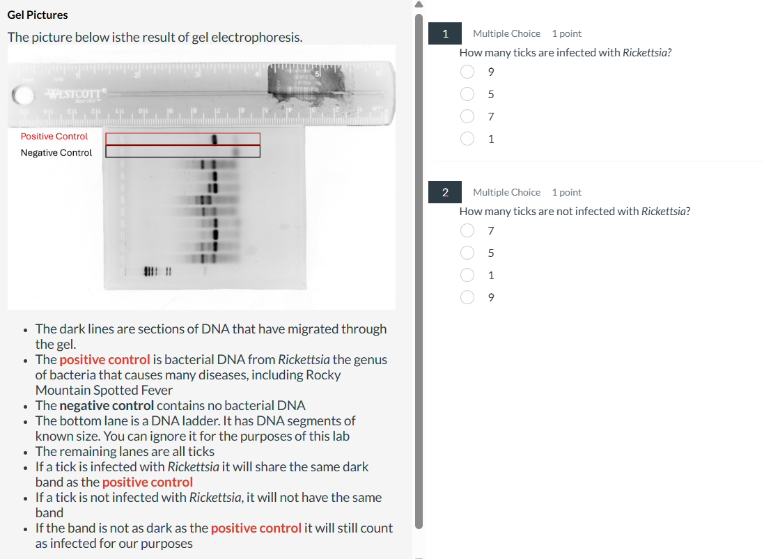Solved Gel PicturesThe picture below isthe result of gel | Chegg.com