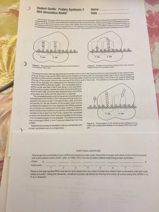 Solved RNA Synthesis Lab.pdf - Adobe Acrobat Reader DC File | Chegg.com