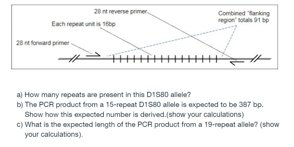 Solved 28 nt reverse primer Combined "flanking region totals | Chegg.com