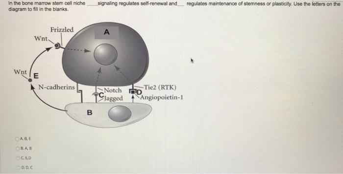 Solved In the bone marrow stem cell niche diagram to fill in | Chegg.com