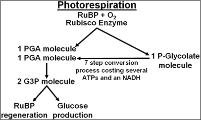 Solved Approximately 25% of the time, the enzyme Rubisco | Chegg.com