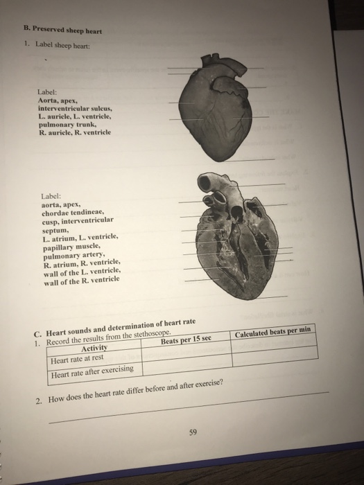 Solved B. Preserved sheep heart 1. Label sheep heart: Label: | Chegg.com