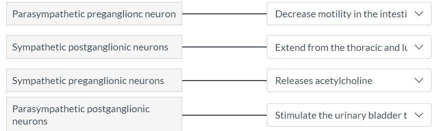 Solved Parasympathetic preganglionc neuron Decrease motility | Chegg.com