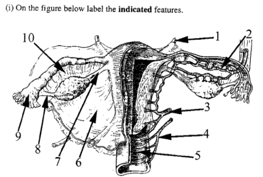 Solved (i) On the figure below label the indicated features. | Chegg.com