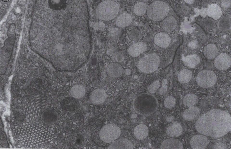 type up a figure legend explaining what type of cell | Chegg.com