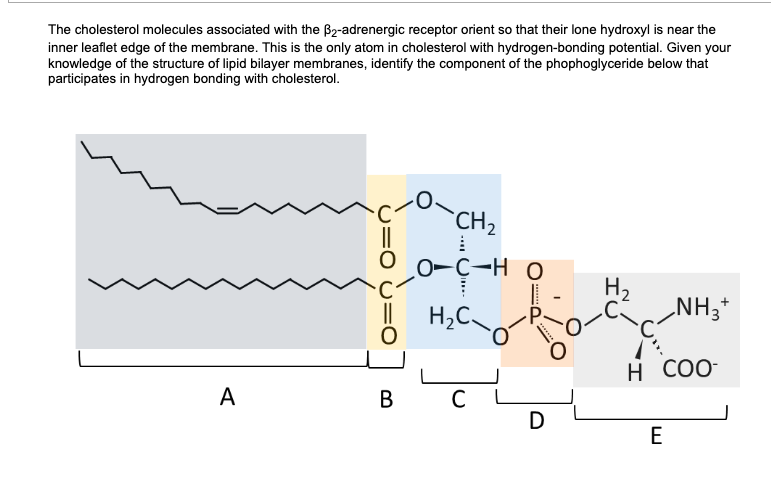 Solved The cholesterol molecules associated with the | Chegg.com