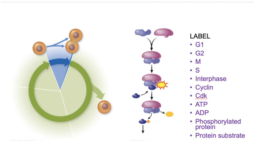 Solved LABEL • G1 G2 · M •S • Interphase • Cyclin • Cdk • | Chegg.com