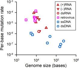 Solved Coronaviruses have a positive-sense single stranded | Chegg.com