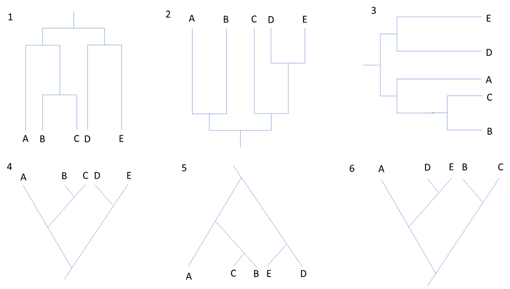 Solved Which trees are identical? A. 2, 3, 5 | Chegg.com