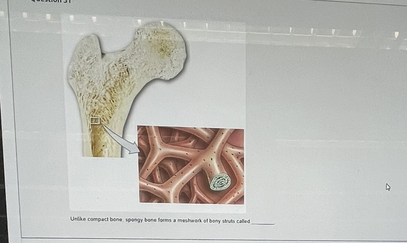 Solved Unlike compact bone, spongy bone forms a meshwork of | Chegg.com