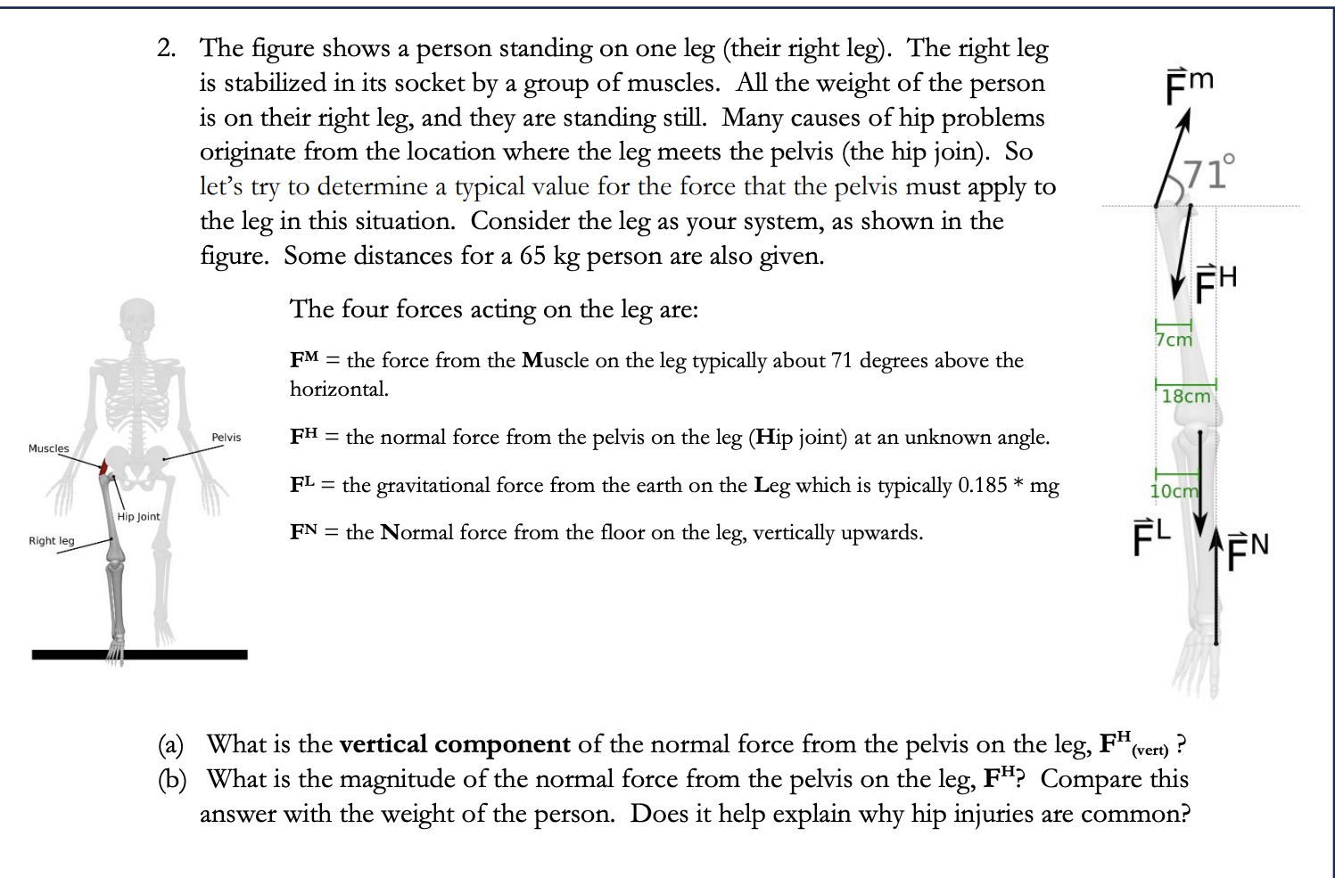 Solved The figure shows a person standing on one leg (their | Chegg.com