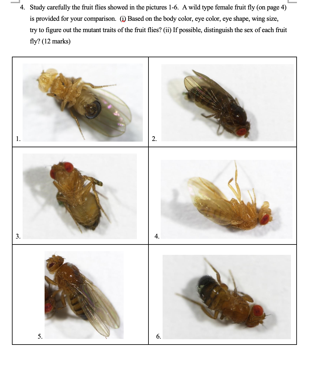 Solved 4. Study carefully the fruit flies showed in the | Chegg.com