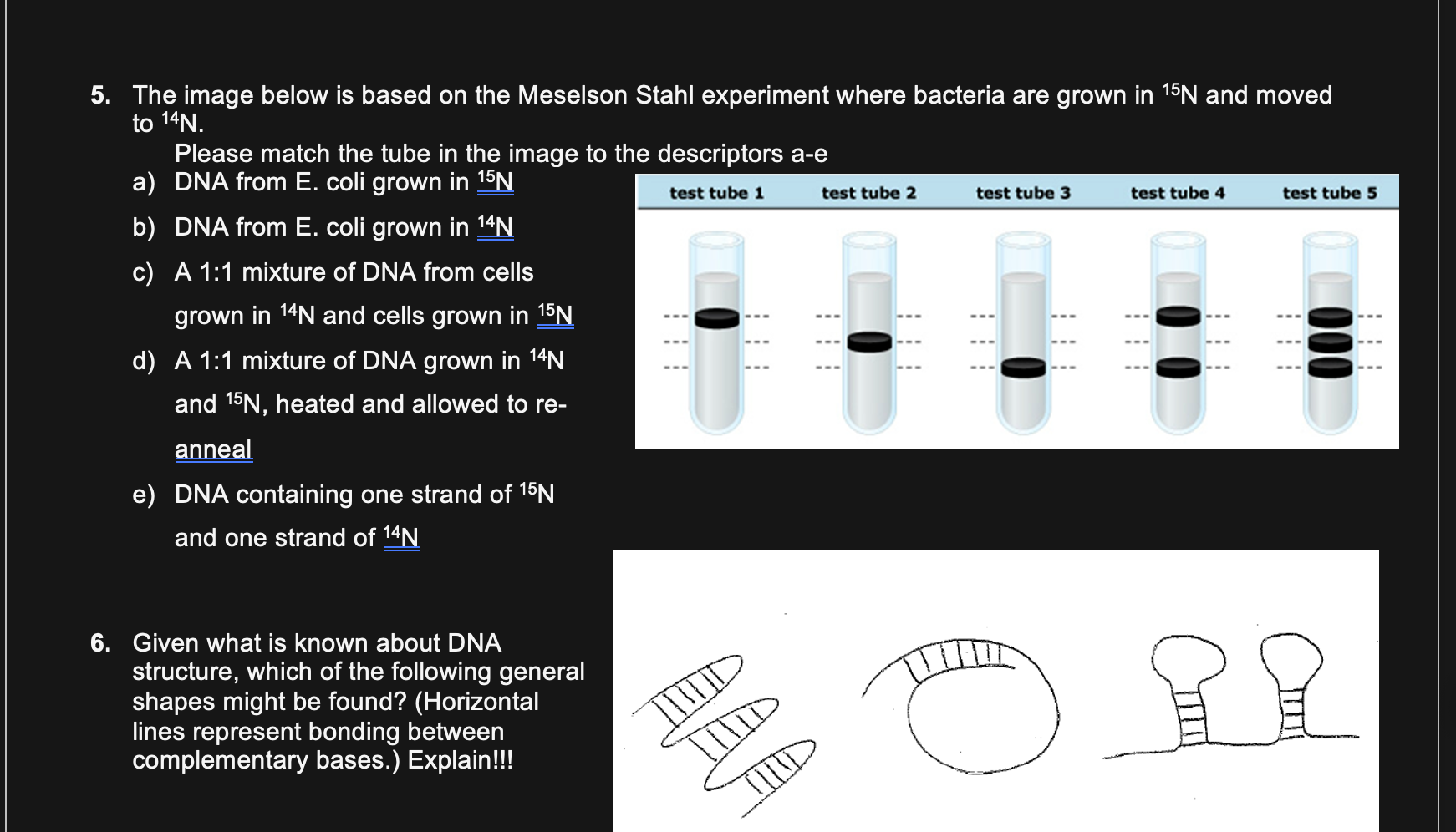 Solved 5. The image below is based on the Meselson Stahl | Chegg.com