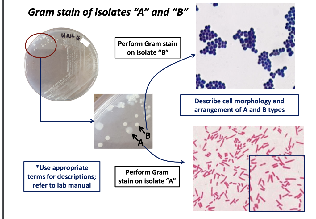 Solved Gram stain/Cellular Morphology Descriptions You | Chegg.com