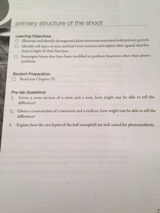 primary structure of the shoot Illustrate and | Chegg.com