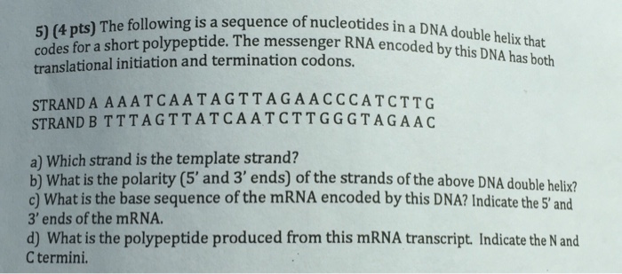 Solved 5) (4pts) ht polypeptide. The messenger RNA encoded | Chegg.com