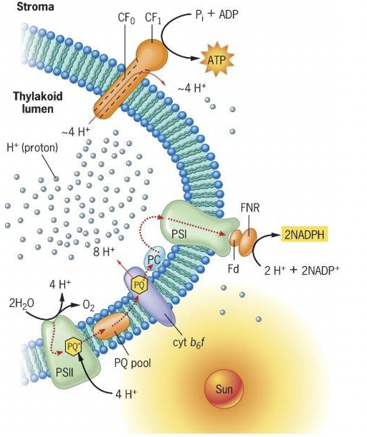 Solved Compare and contrast how the proton gradient is | Chegg.com