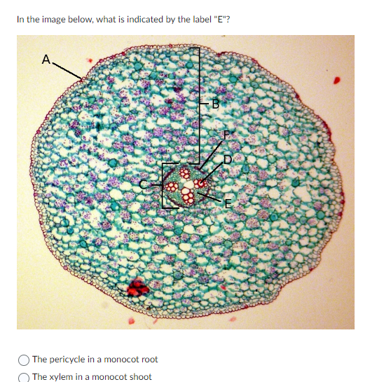 Solved In the image below, what is indicated by the label | Chegg.com