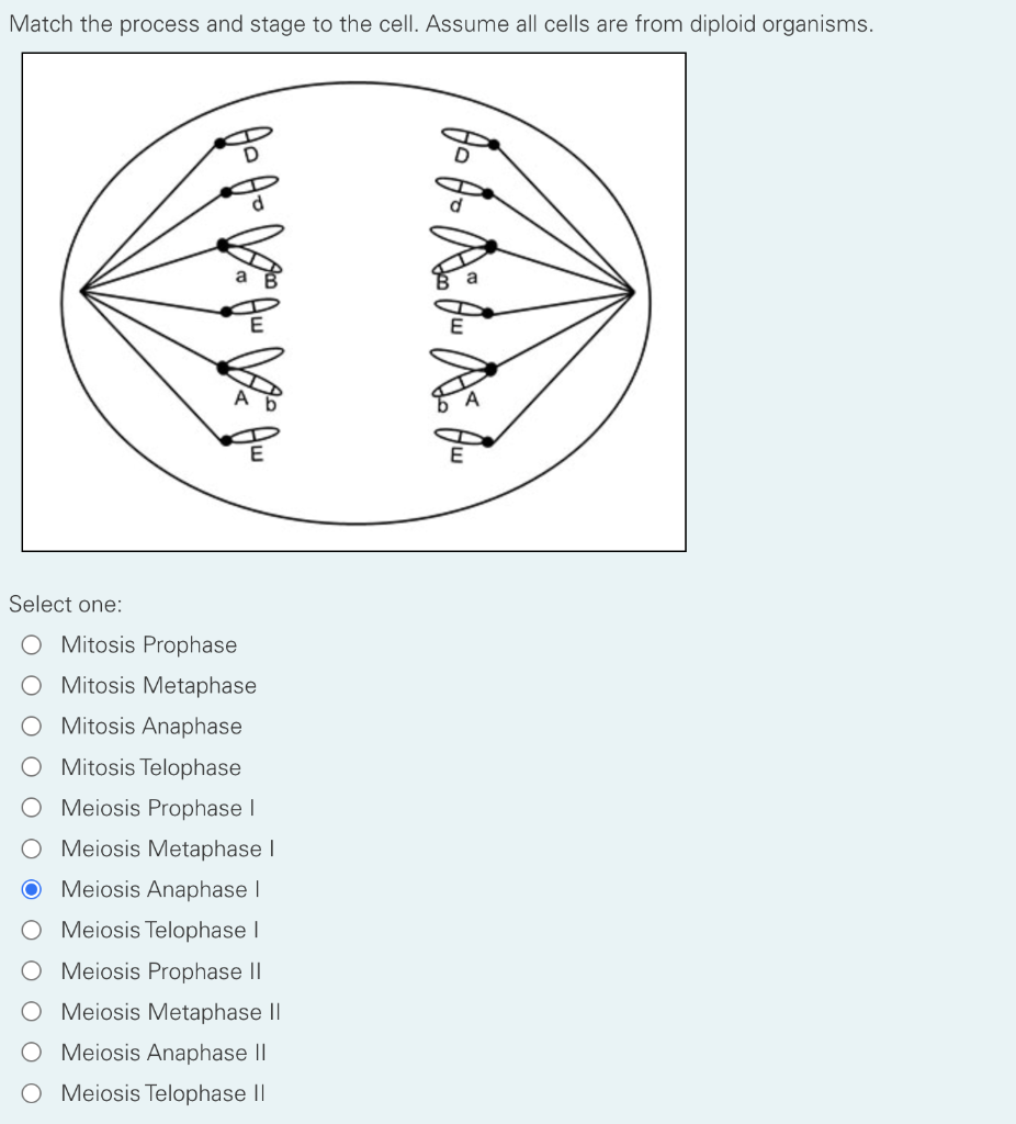 Solved Match the process and stage to the cell. Assume all | Chegg.com