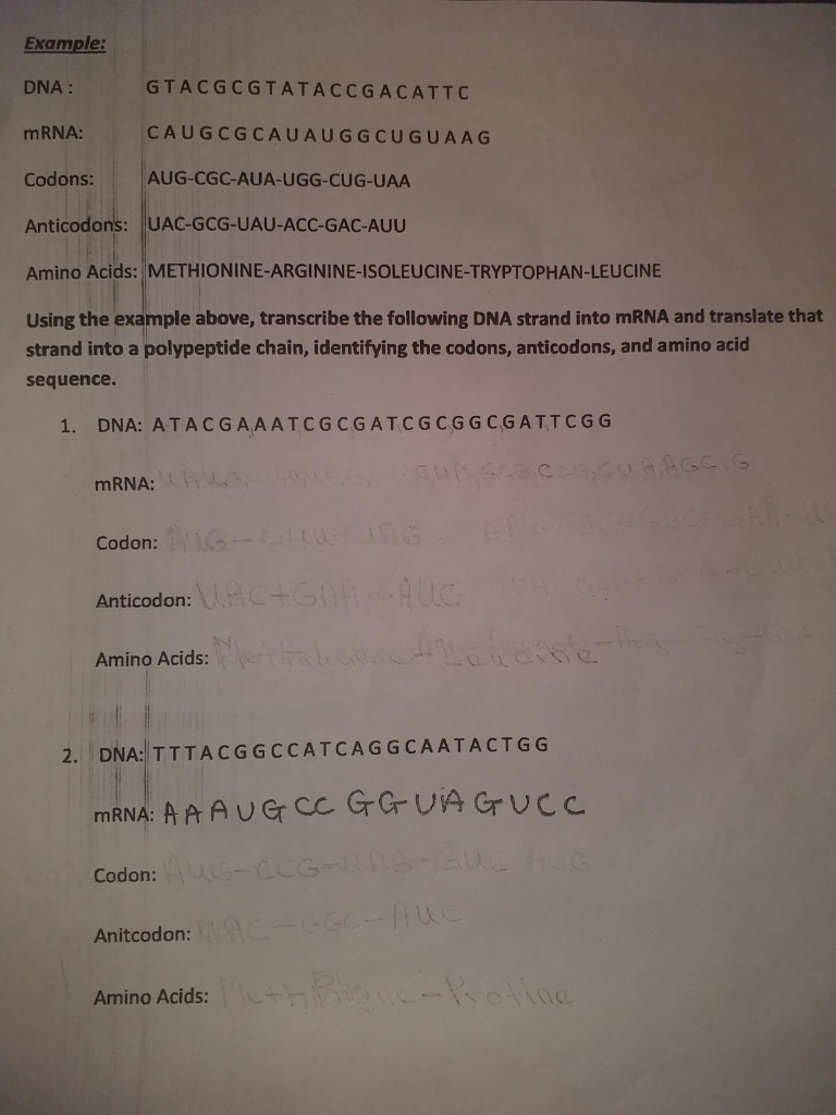 Solved Example: DNA: GTACGCGTATACCGACATTO CAUGCGCAUAUGG | Chegg.com