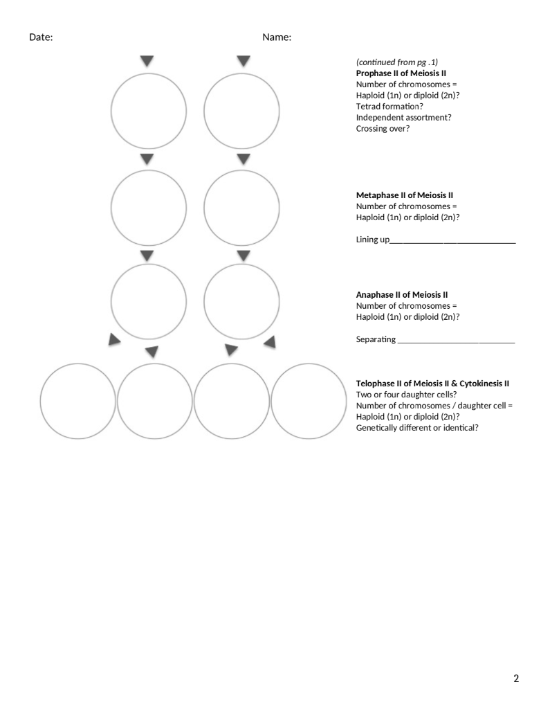 Solved Name: Date: MEIOSIS Chromosome Worksheet In the | Chegg.com