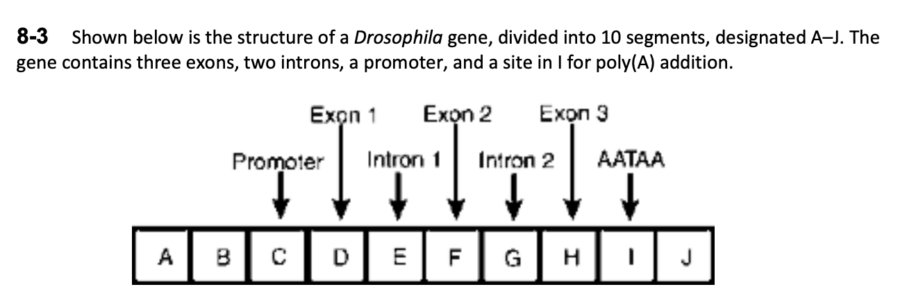 Solved 8-3 Shown below is the structure of a Drosophila | Chegg.com