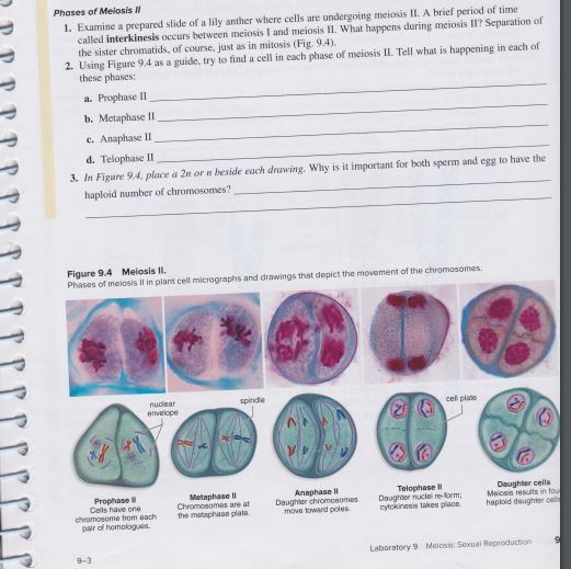 Solved Phases Of Melosis 11 1 Examine A Prepared Slide Of A Chegg