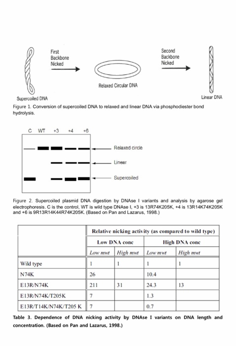 Solved Case Study Question: DNAse I Variants: A Treatment | Chegg.com