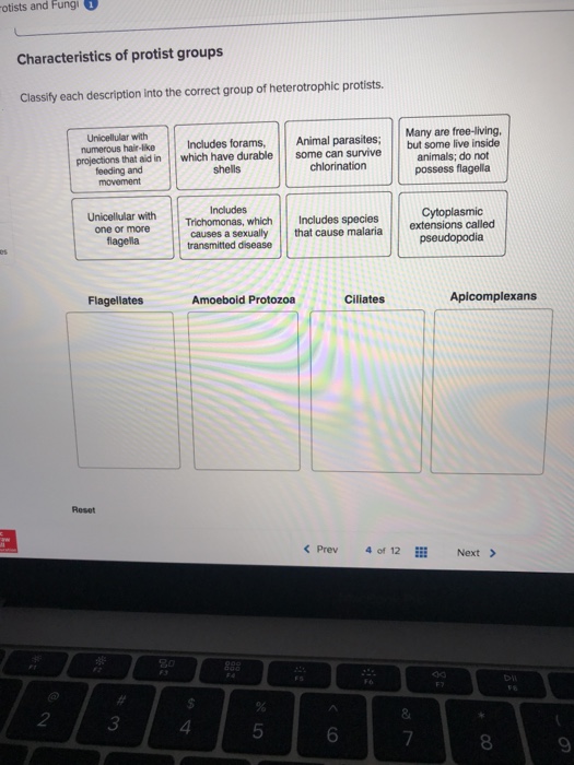 Solved otists and Fungi Characteristics of protist groups | Chegg.com
