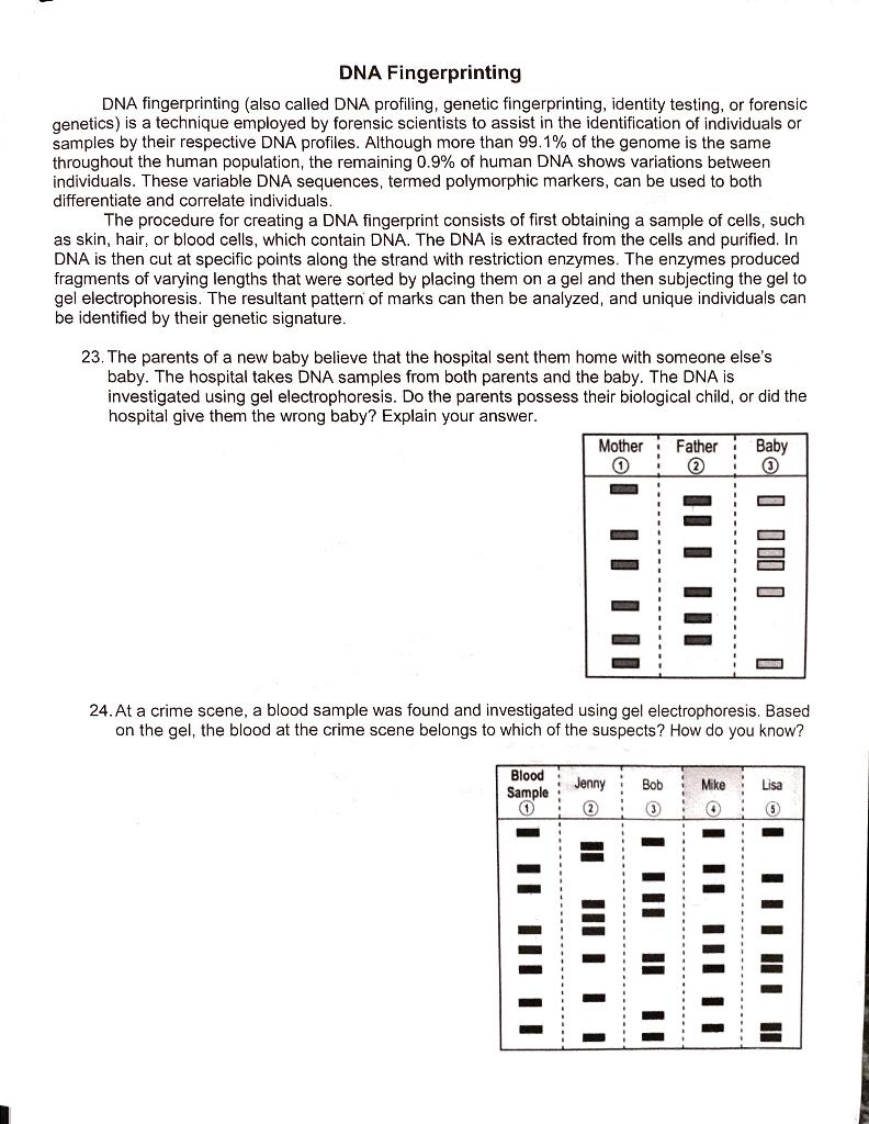 Solved DNA Fingerprinting DNA fingerprinting (also called | Chegg.com